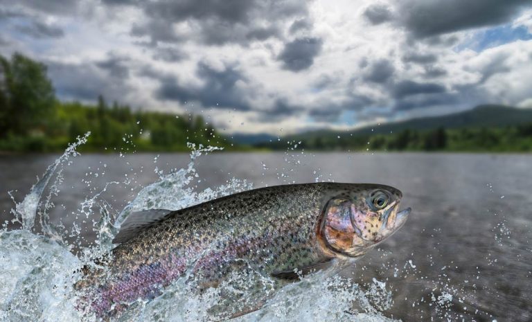 Comment pêcher la truite en étang ? - Parlons Chasse