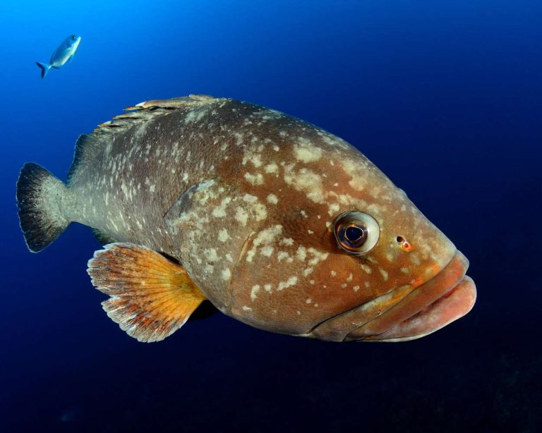 Les secrets de la pêche du mérou : techniques et traditions - Parlons ...